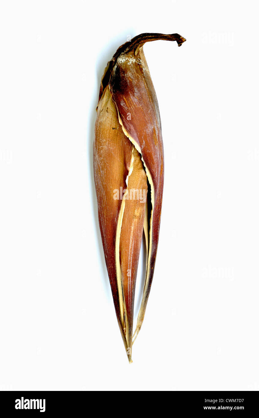 Exotic seed vessel on white background Stock Photo - Alamy