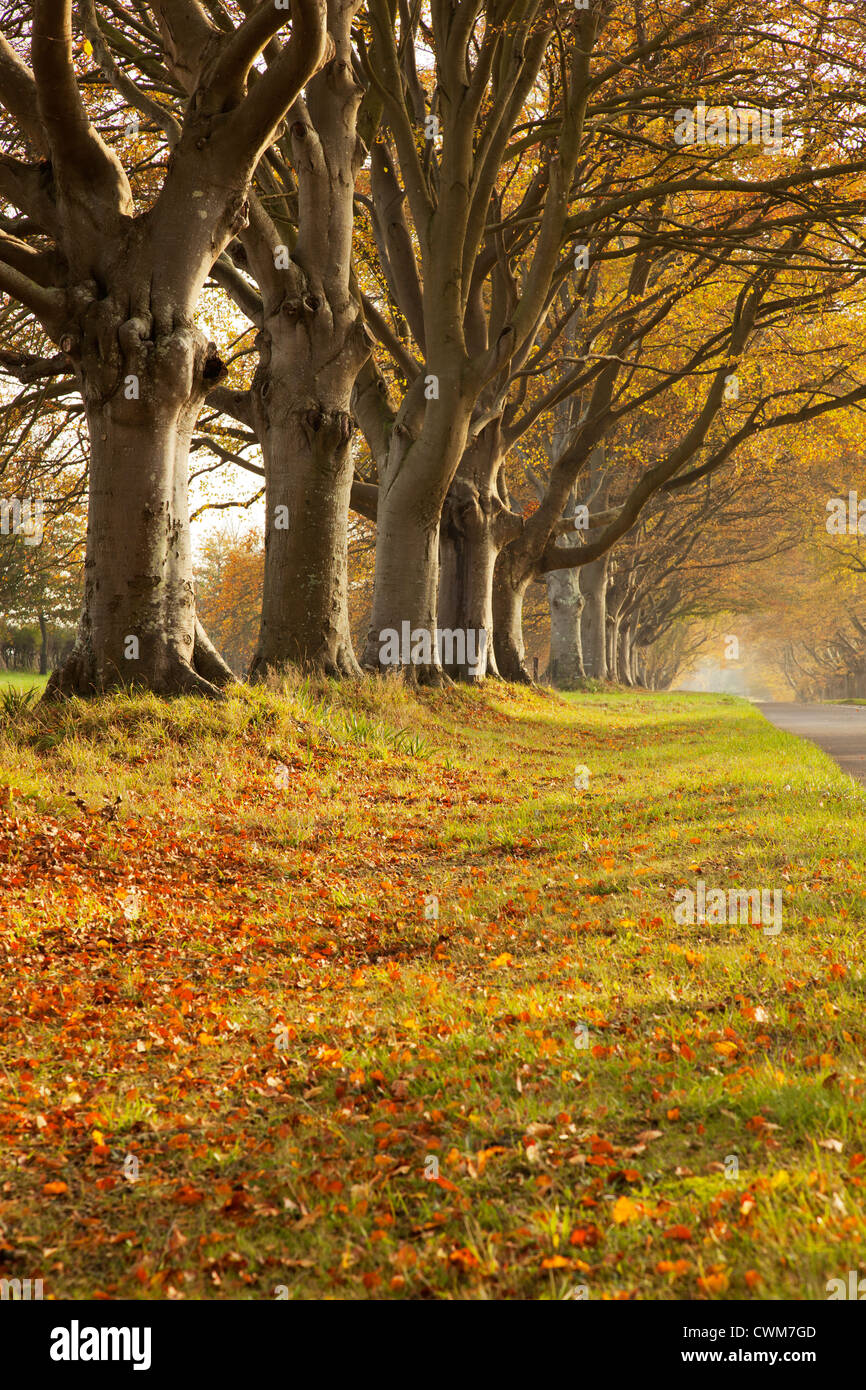 Colorful beech trees hi-res stock photography and images - Alamy