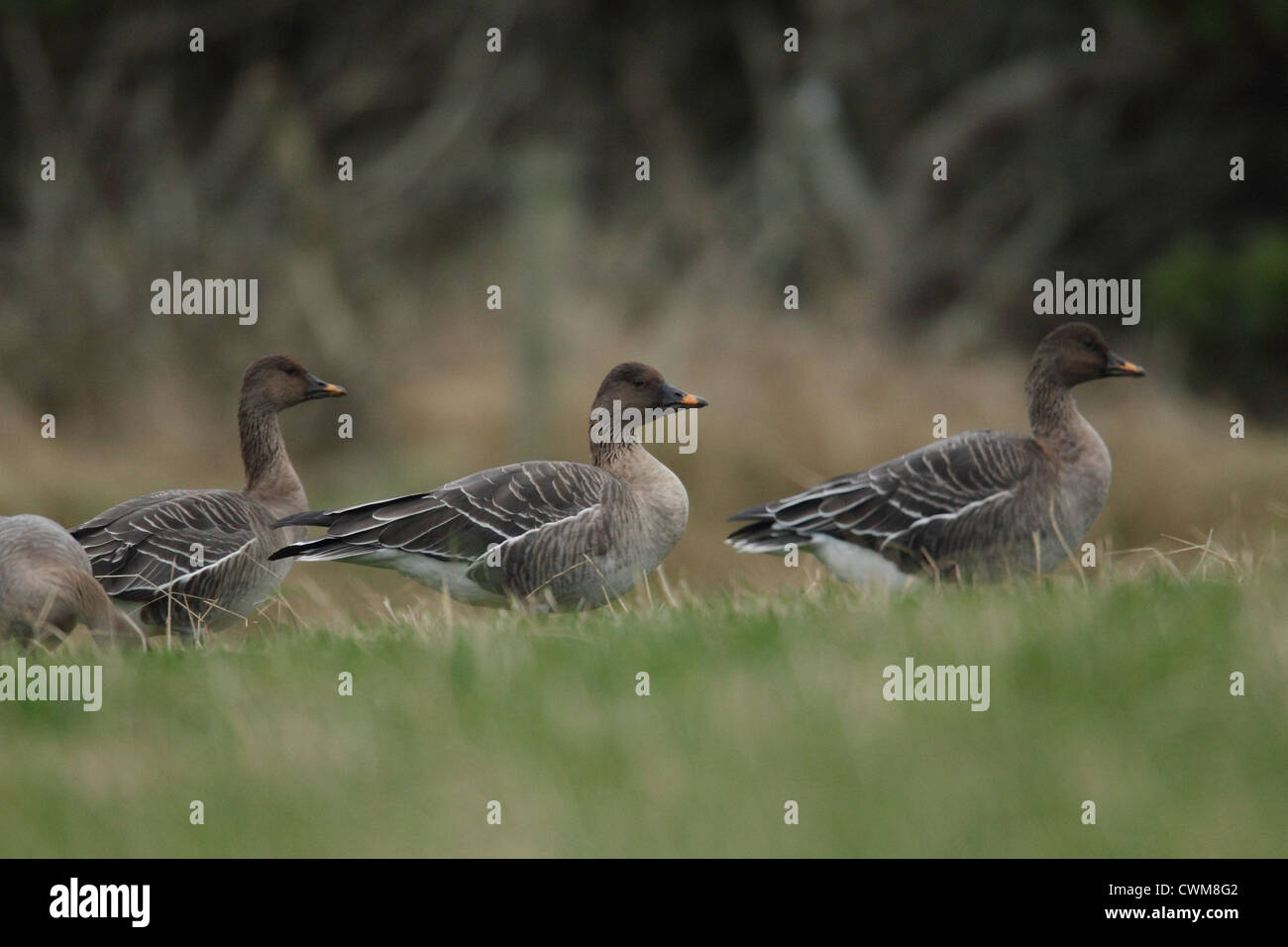 Tundra Bean Geese Anser fabalis rossicus Shetland, Scotland, UK Stock ...