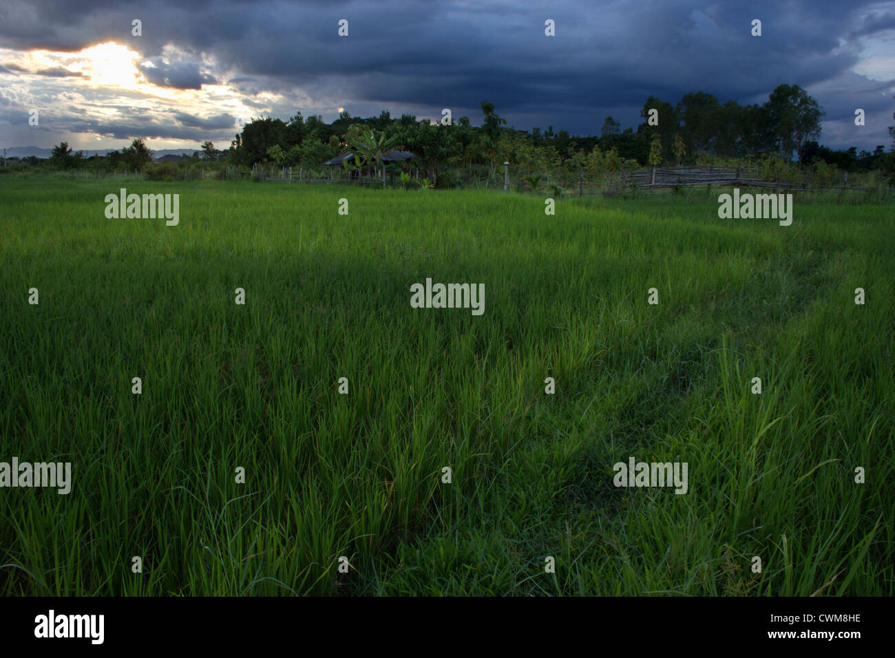 rice fields before sunset Stock Photo - Alamy