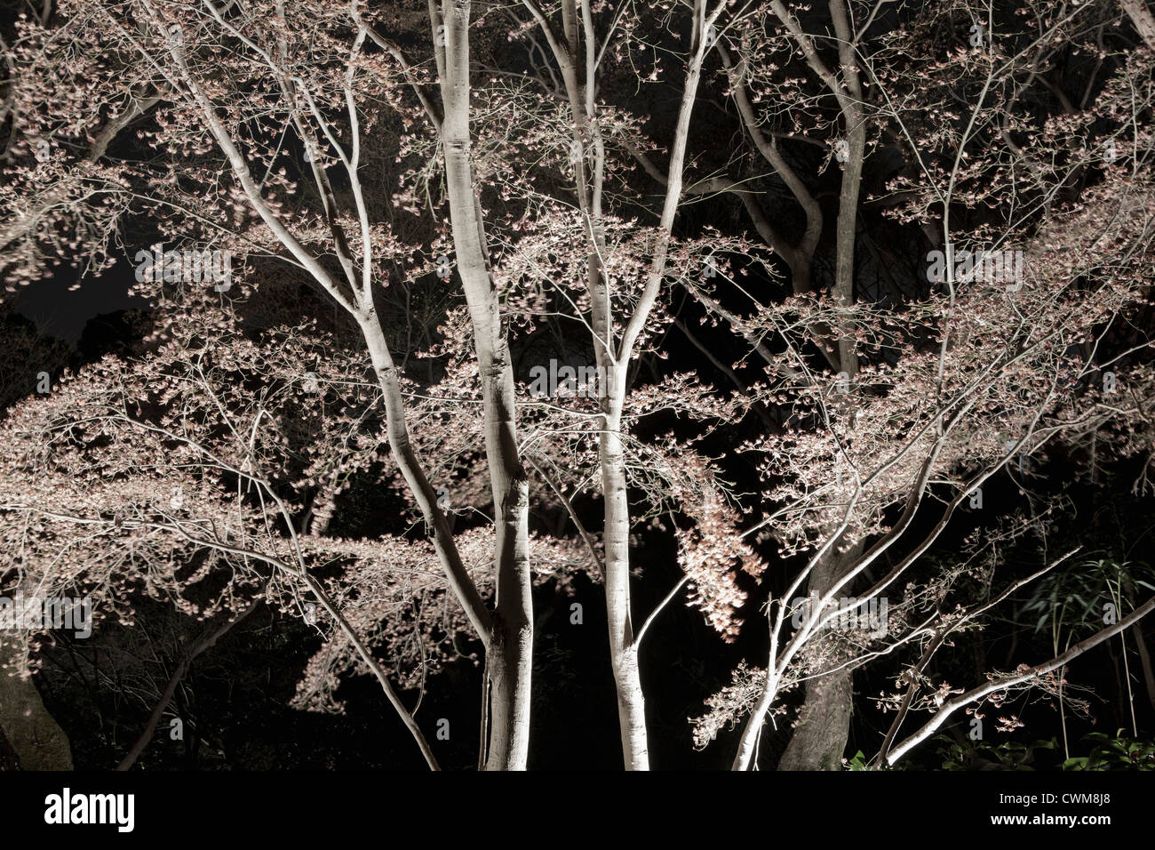 Japan, Kyoto, View of trees at night Stock Photo - Alamy