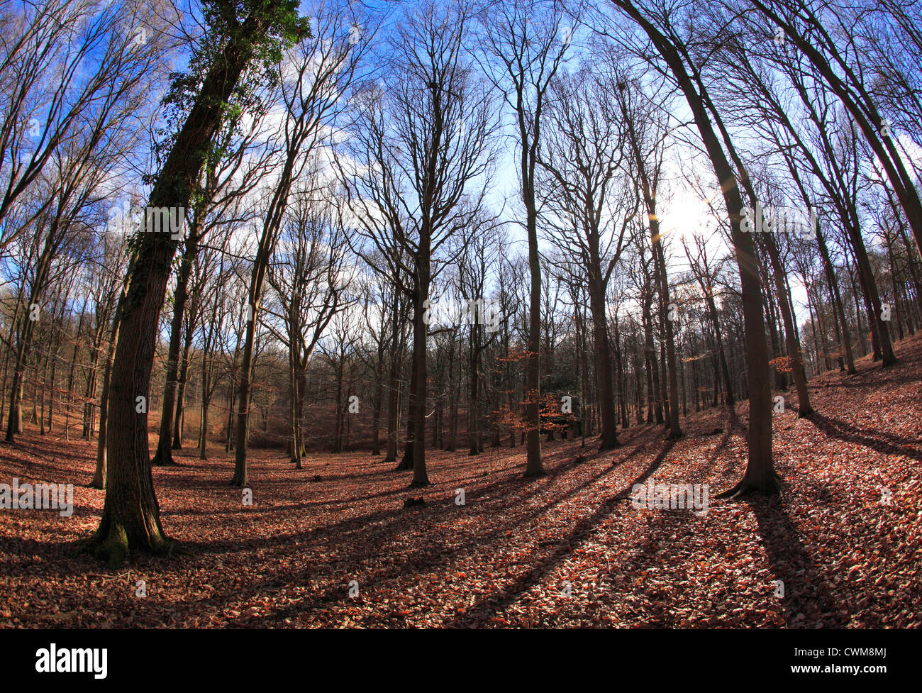 Fisheye view of the Wyre Forest, Near Bewdley, Worcestershire, England ...