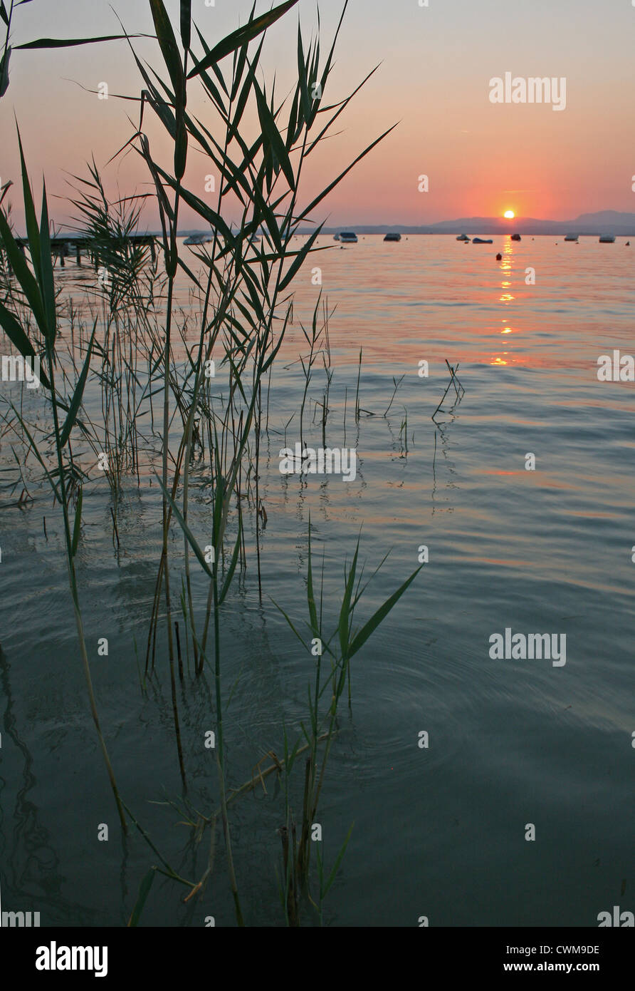 Reeds on Lake Garda, at sunset, Camping Lido, Pacengo, Italy, in August ...