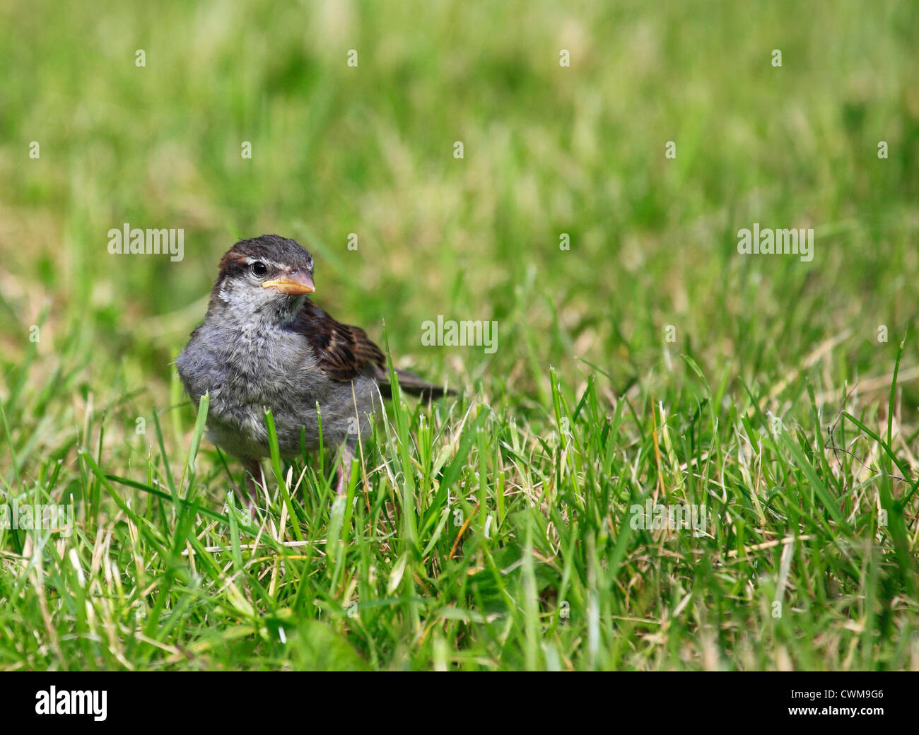 Young Sparrow, Worcestershire, England, Europe Stock Photo - Alamy