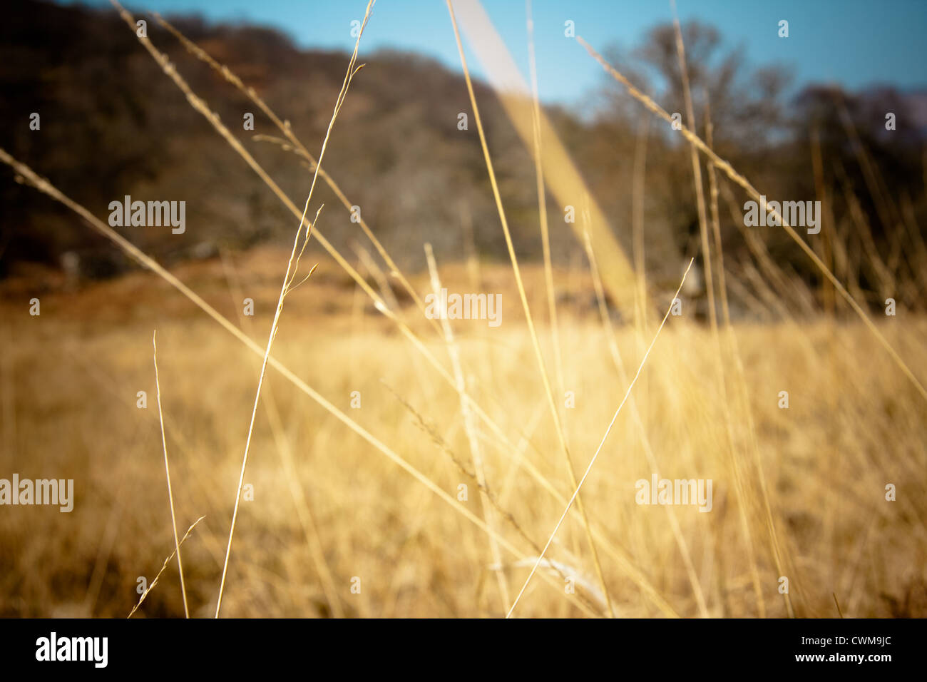 Scotland grass hi-res stock photography and images - Alamy