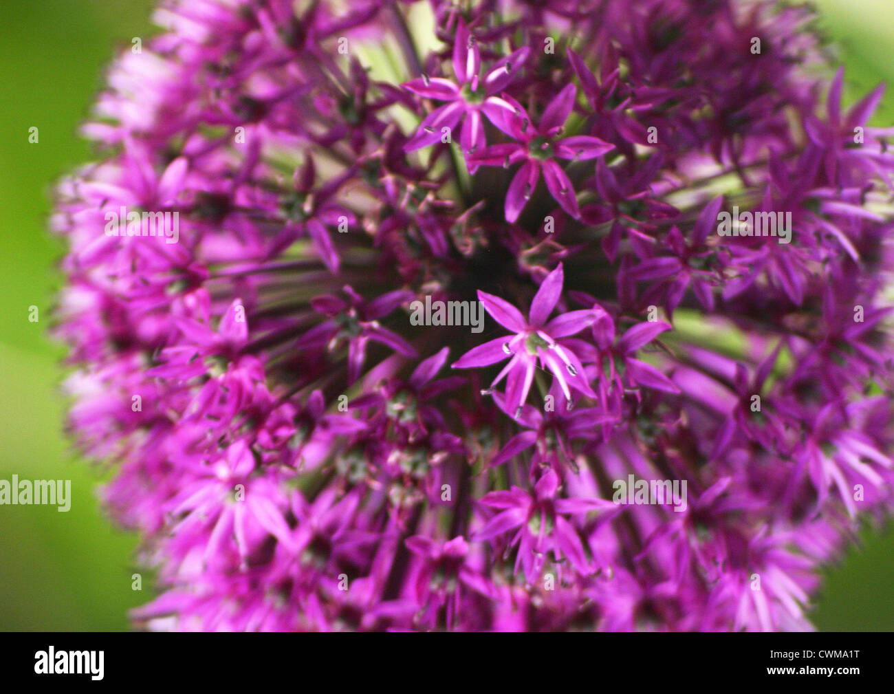 Round ball flower Stock Photo - Alamy