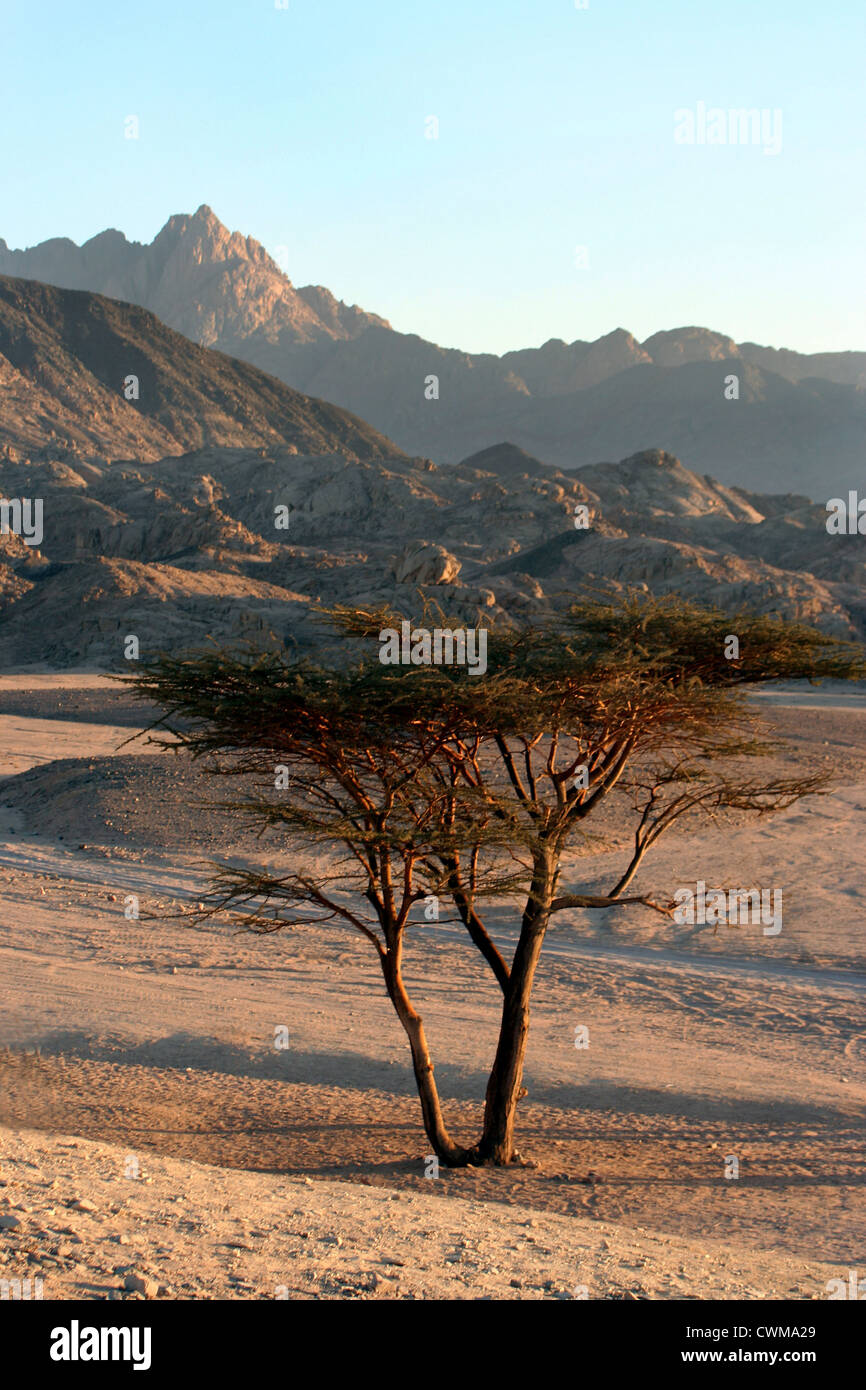 Egyptian desert hi-res stock photography and images - Alamy
