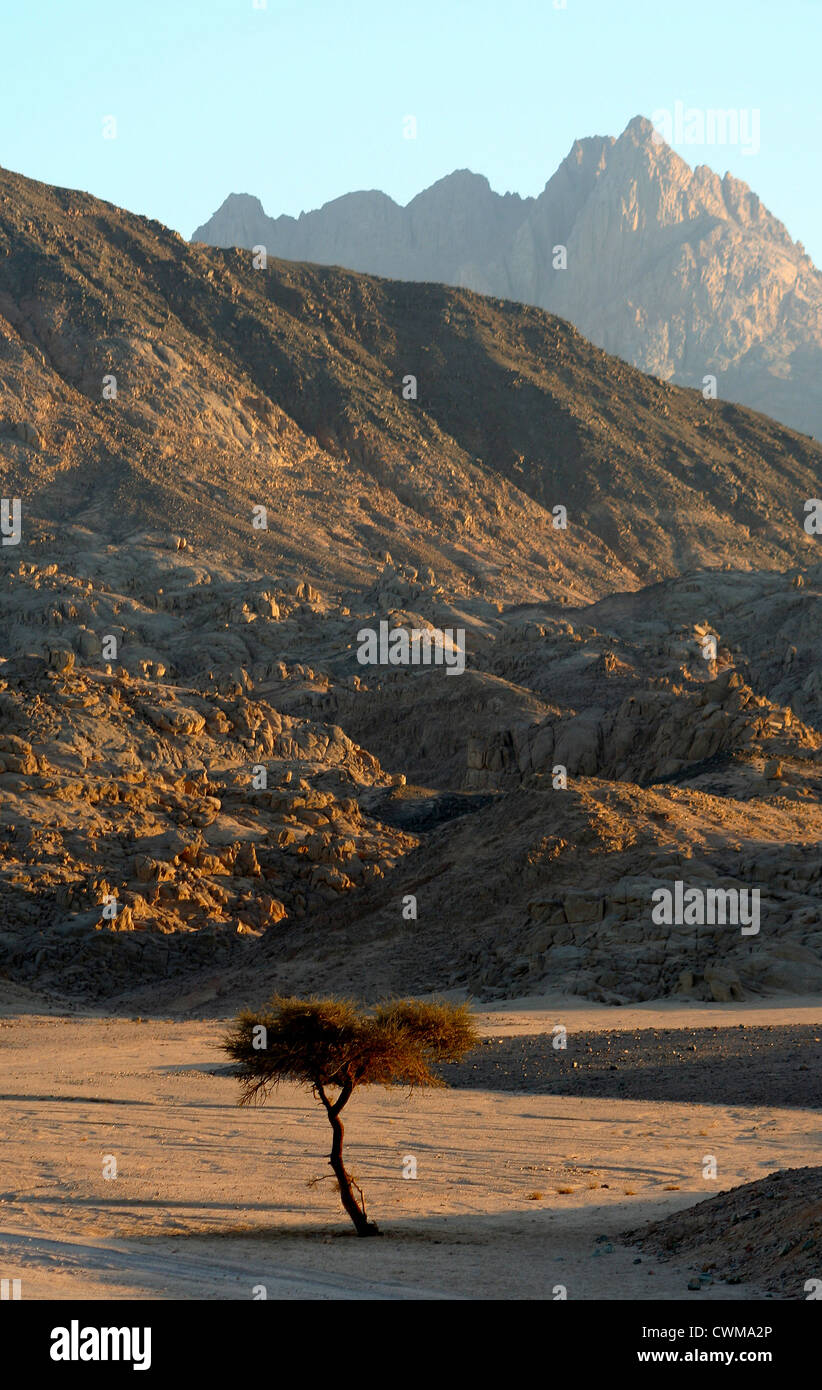 Egyptian desert hi-res stock photography and images - Alamy