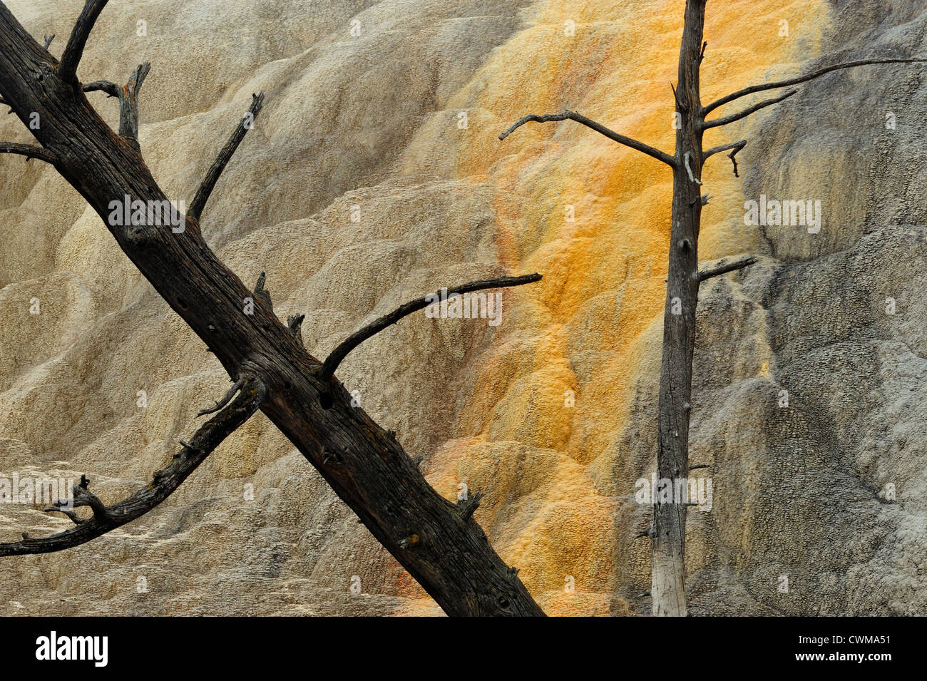 Travertine details at Orange Mound Spring, Yellowstone National Park ...