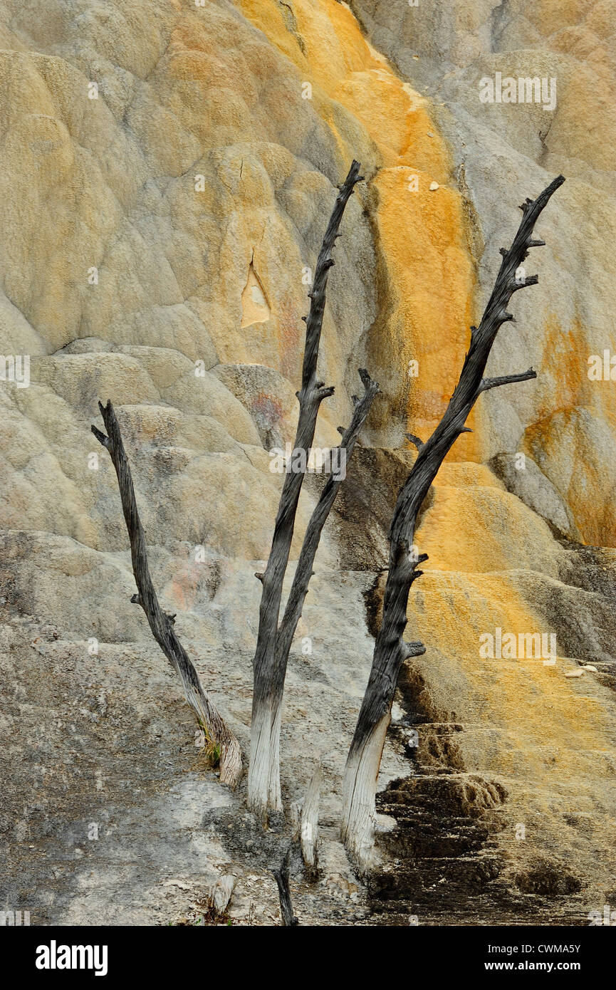Travertine details at Orange Mound Spring, Yellowstone National Park ...