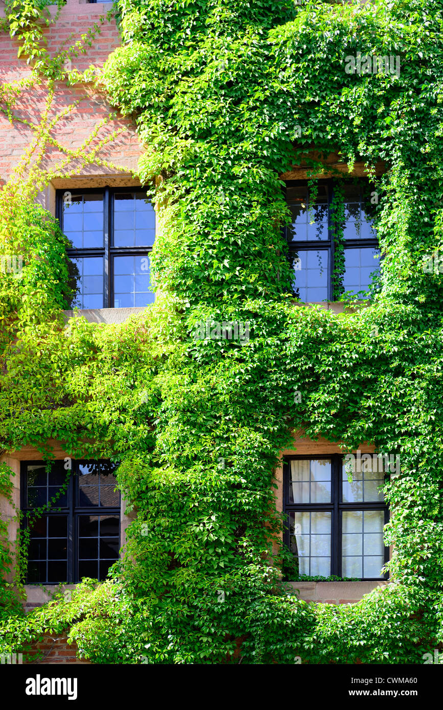 Part of a castle with windows and growth of ivy Stock Photo - Alamy