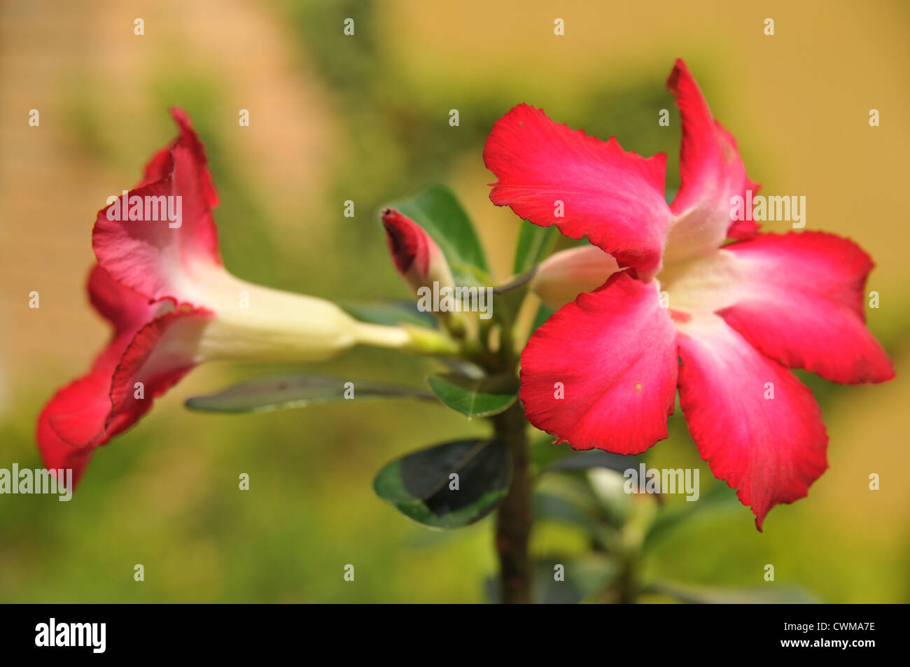 Adenium obesum flower hi-res stock photography and images - Alamy