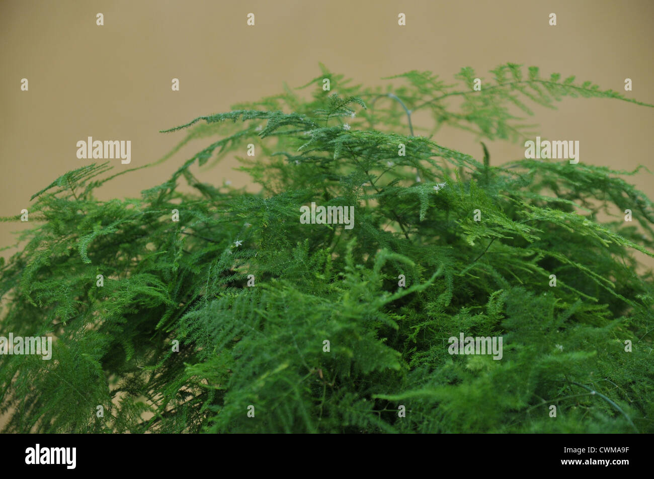 Asparagus plumosus hi-res stock photography and images - Alamy