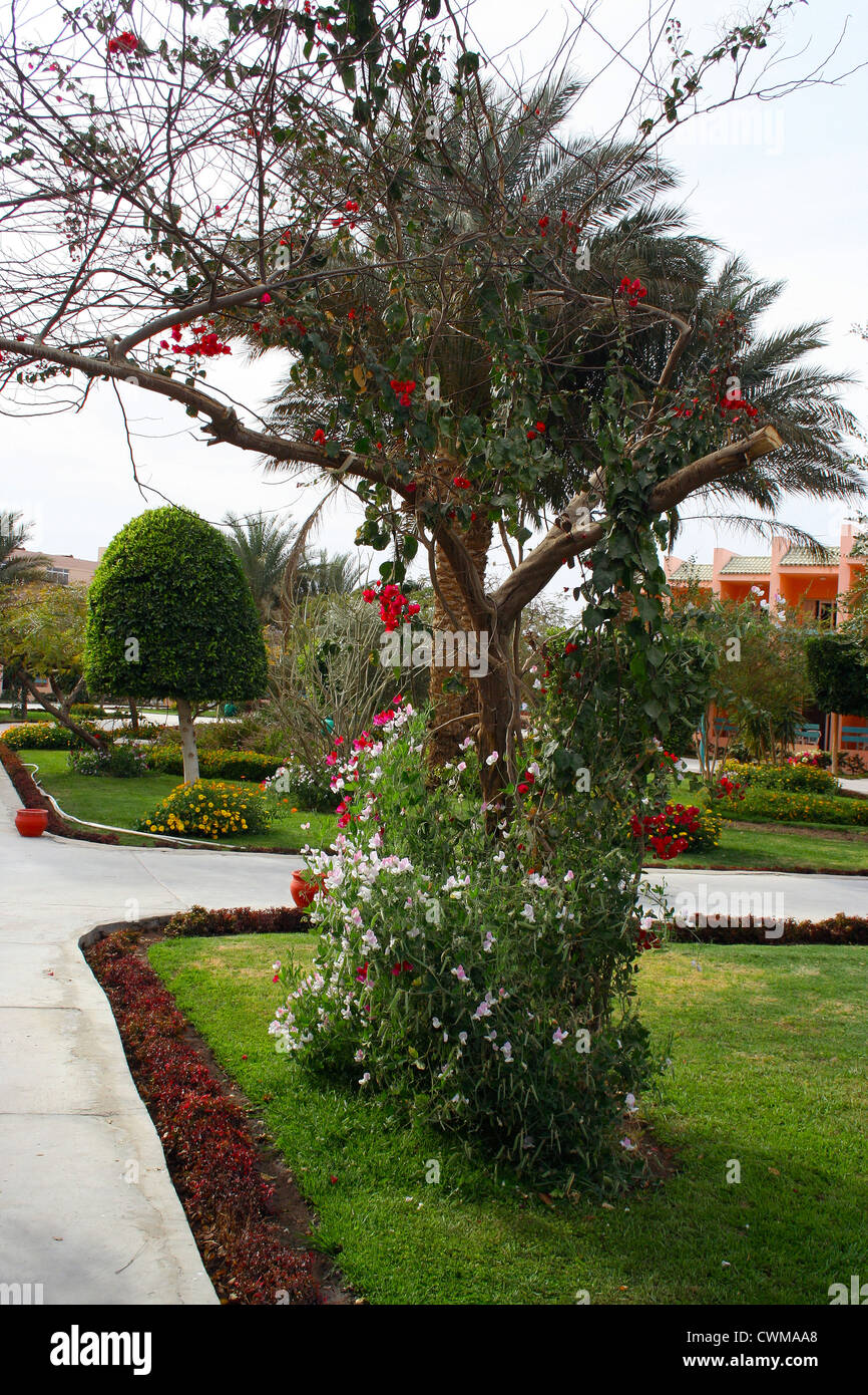 Flora of egypt hi-res stock photography and images - Alamy