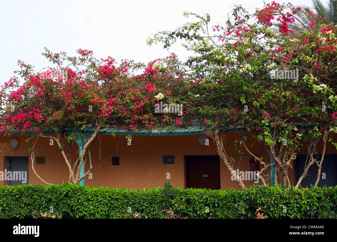 Flora of egypt hi-res stock photography and images - Alamy