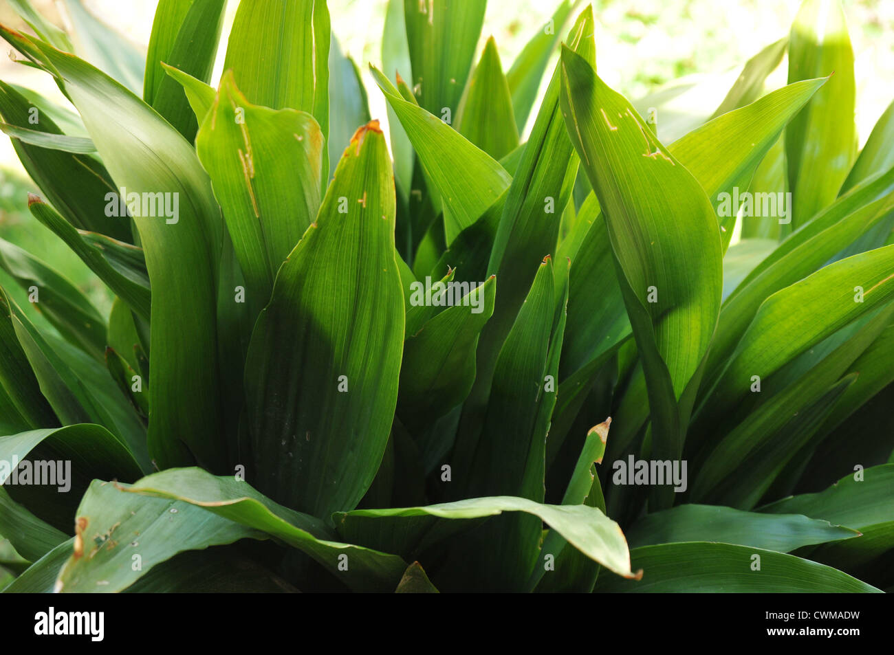 Aspidistra leaves hi-res stock photography and images - Alamy