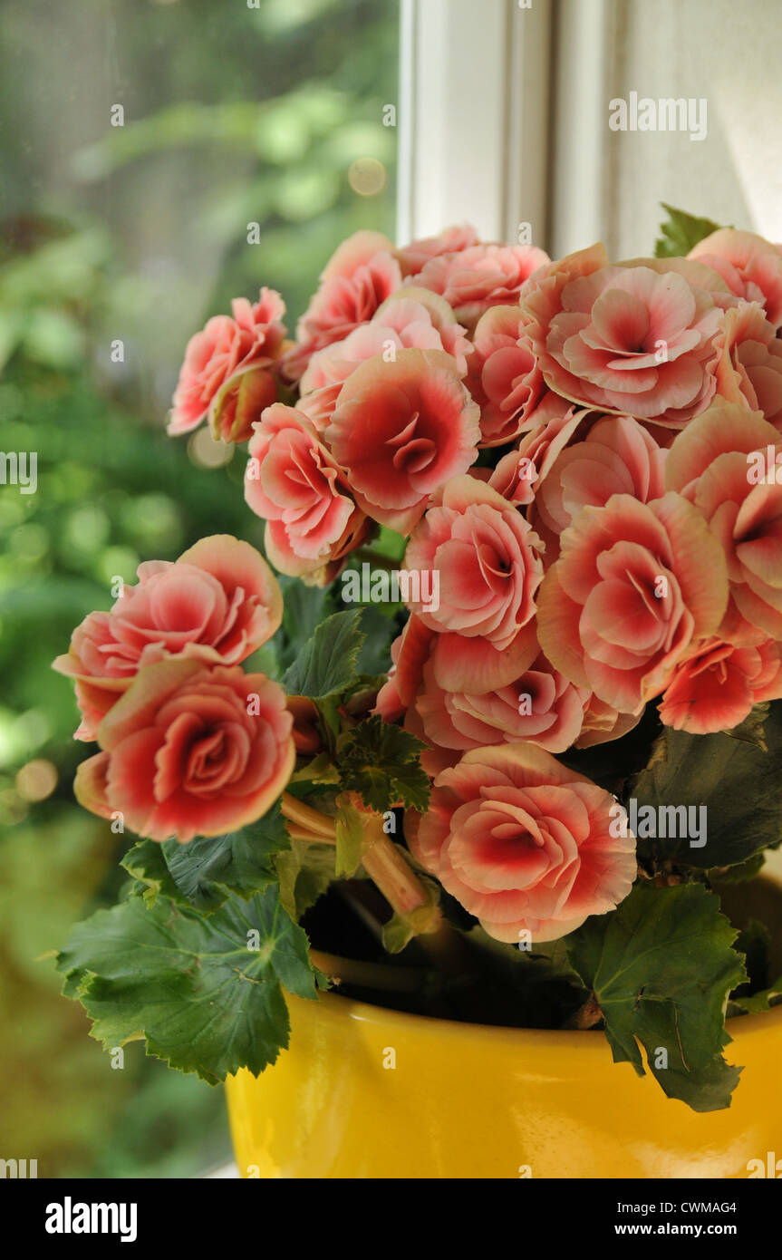 Begonia Elatior High Resolution Stock Photography and Images - Alamy