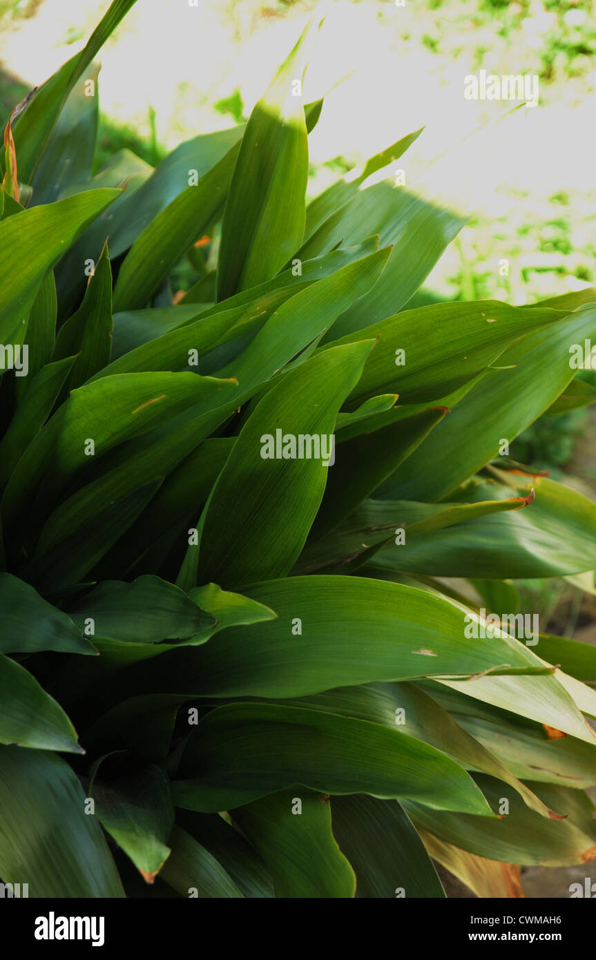 Aspidistra leaves hi-res stock photography and images - Alamy