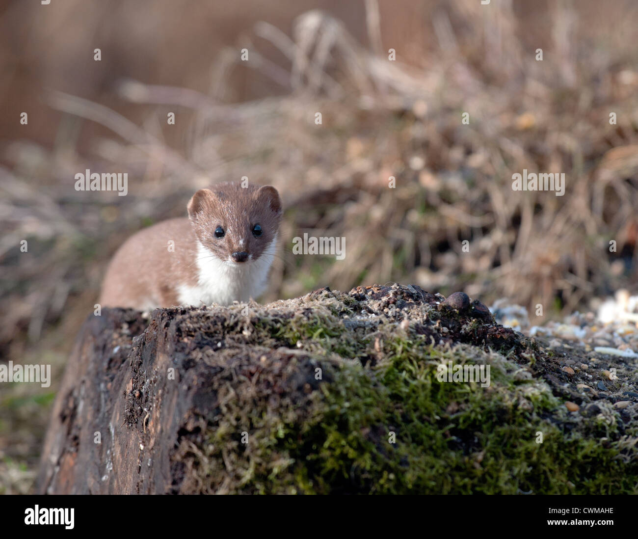 Weasel log hi-res stock photography and images - Alamy