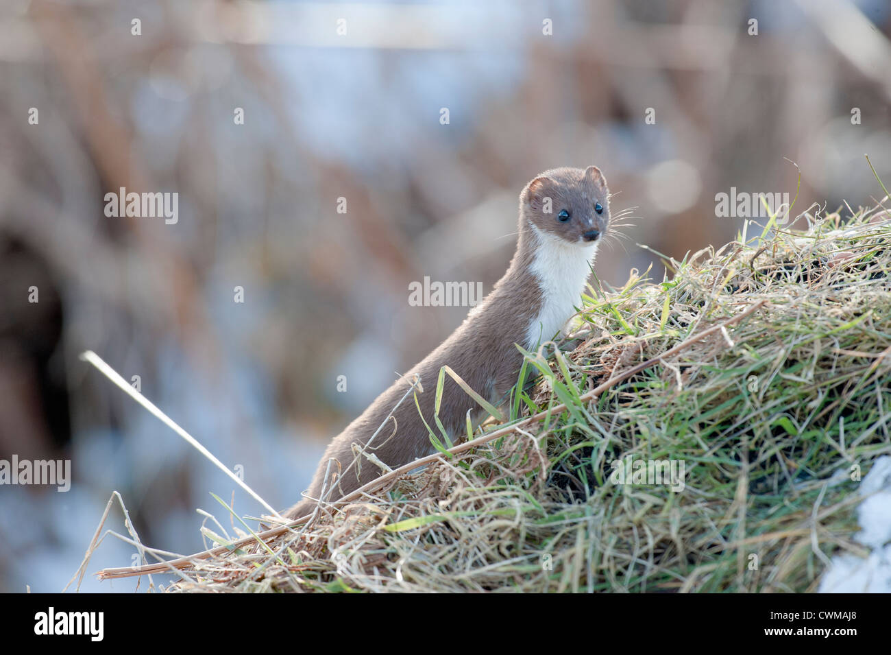 Uk weasel hi-res stock photography and images - Alamy