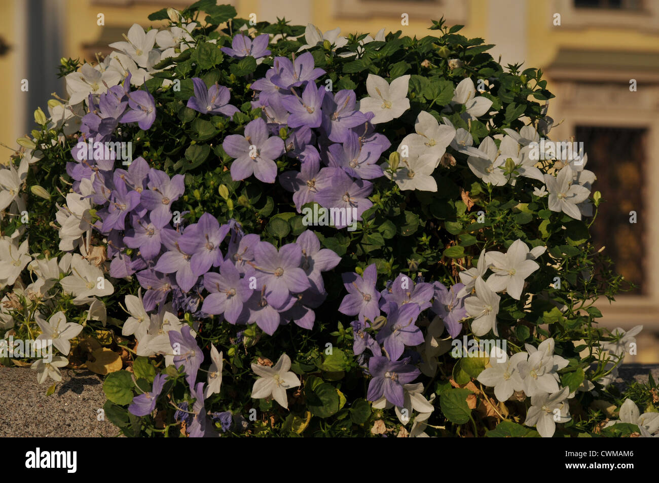 Campanula isophylla hi-res stock photography and images - Alamy