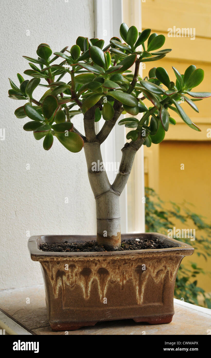 Krasula High Resolution Stock Photography and Images - Alamy
