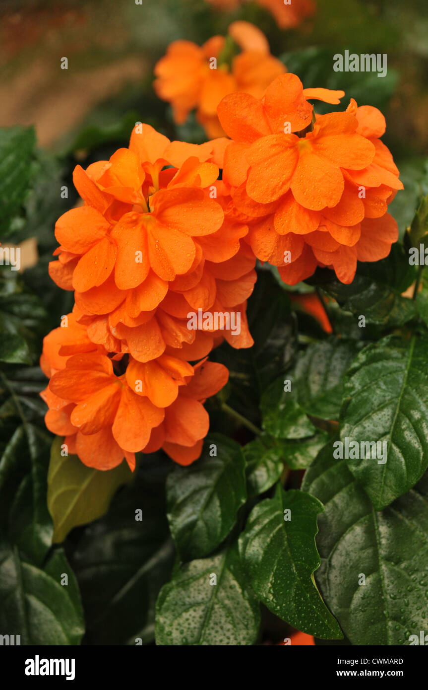 Crossandra hi-res stock photography and images - Alamy