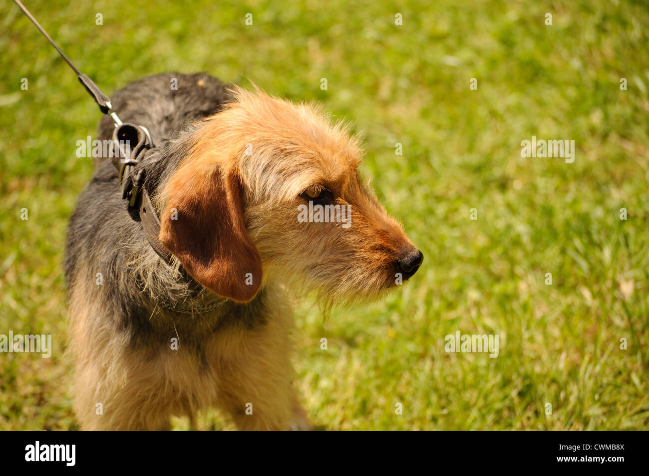 Barak Hound Hounds Info About Whats This