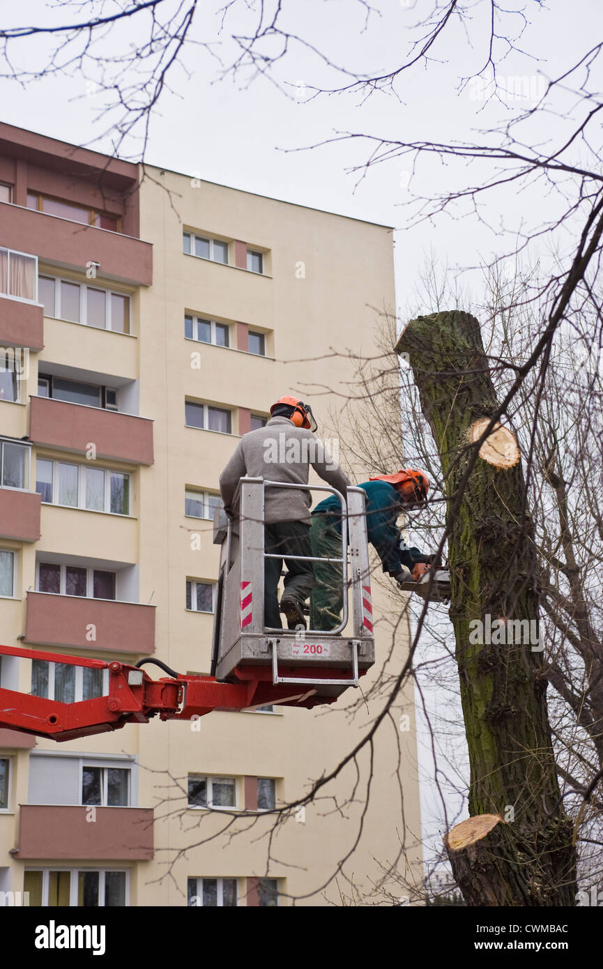 Cutting down a tree in urban area Stock Photo - Alamy