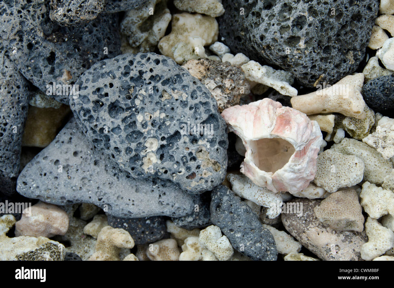 Lava shell hi-res stock photography and images - Alamy