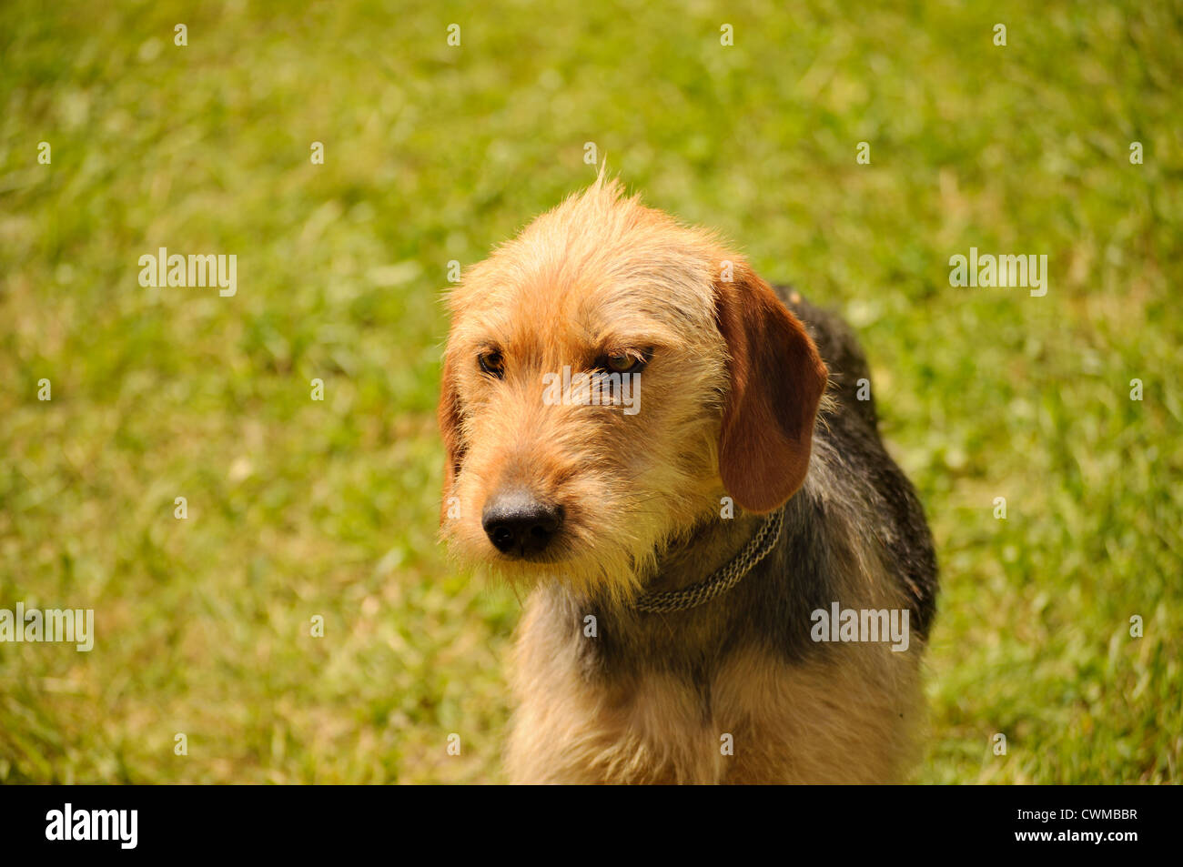 Bosnian coarse haired hound barak dog hi-res stock photography and ...
