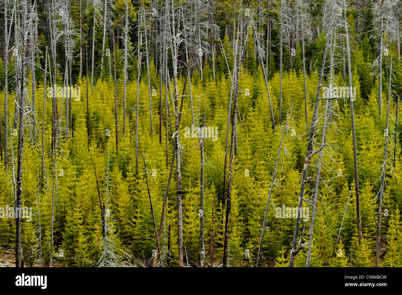 Regenerating forest near Virginia Cascades, Yellowstone National Park ...