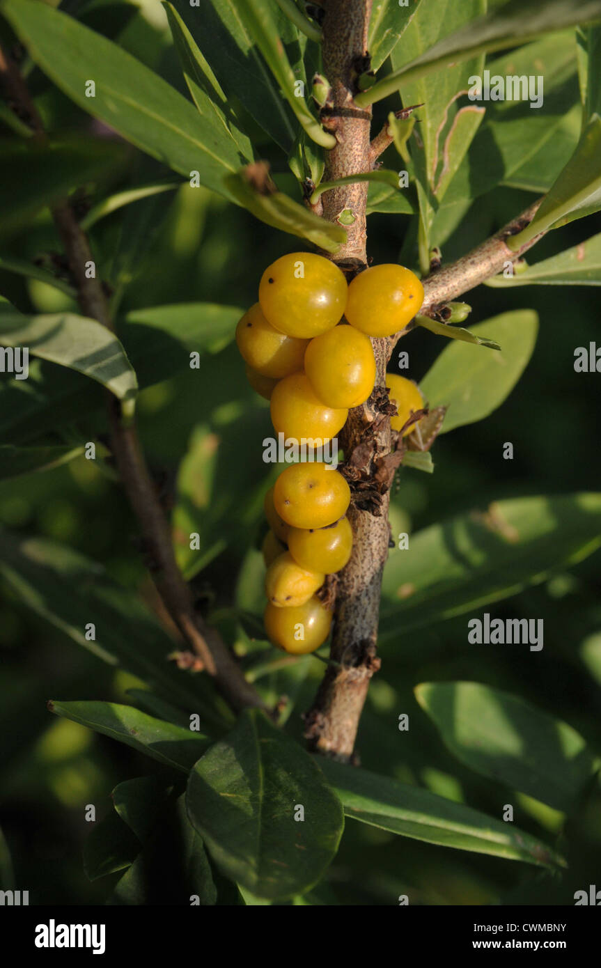 Daphne cneorum nature hi-res stock photography and images - Alamy