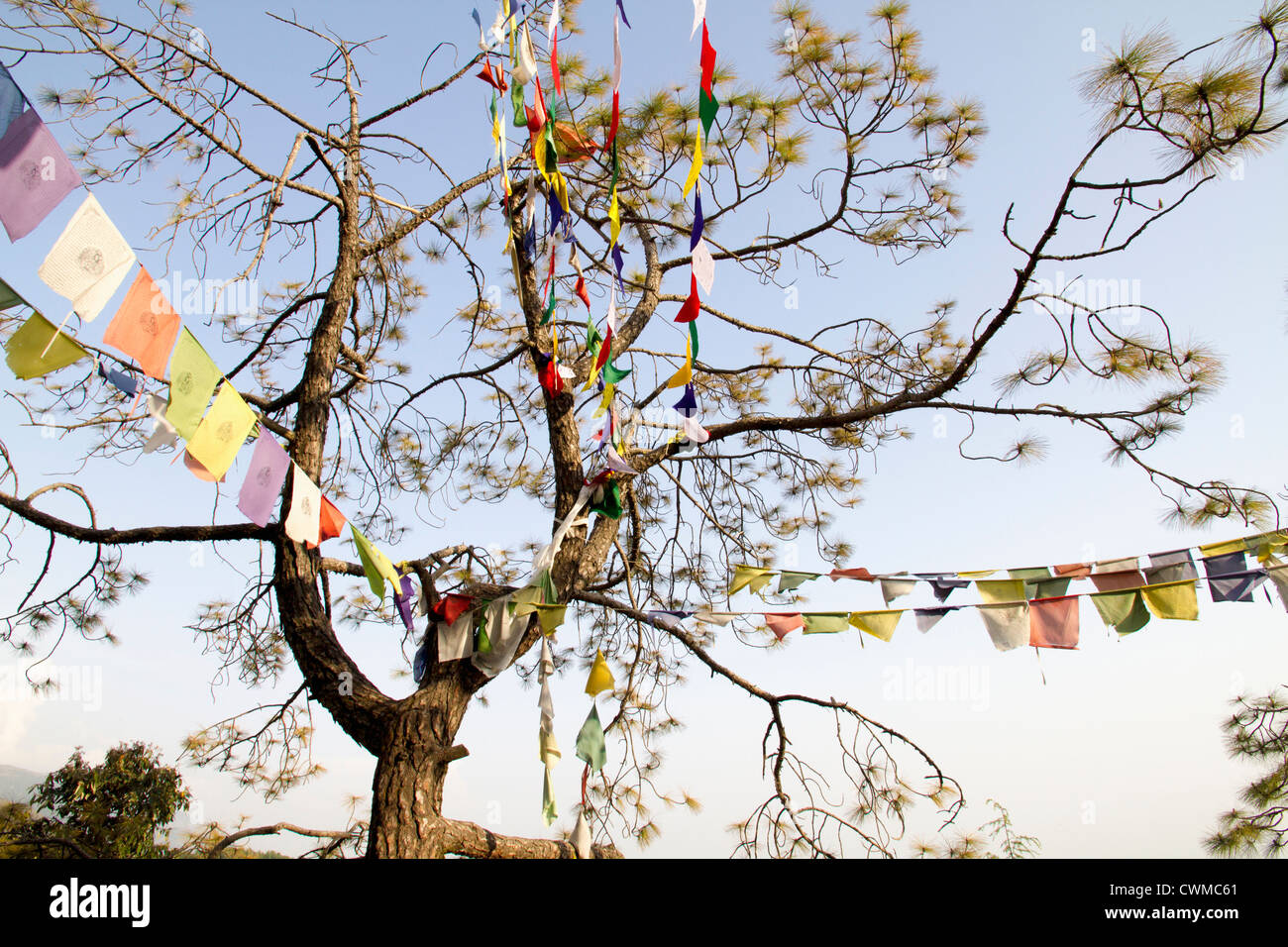 India, Prayer flags hanging on tree Stock Photo - Alamy
