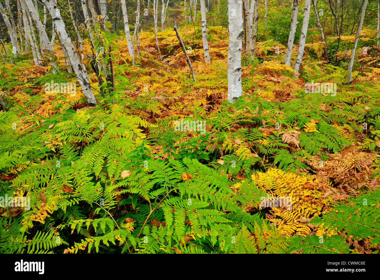 Birch woodlot in early autumn, with bracken ferns in understory ...