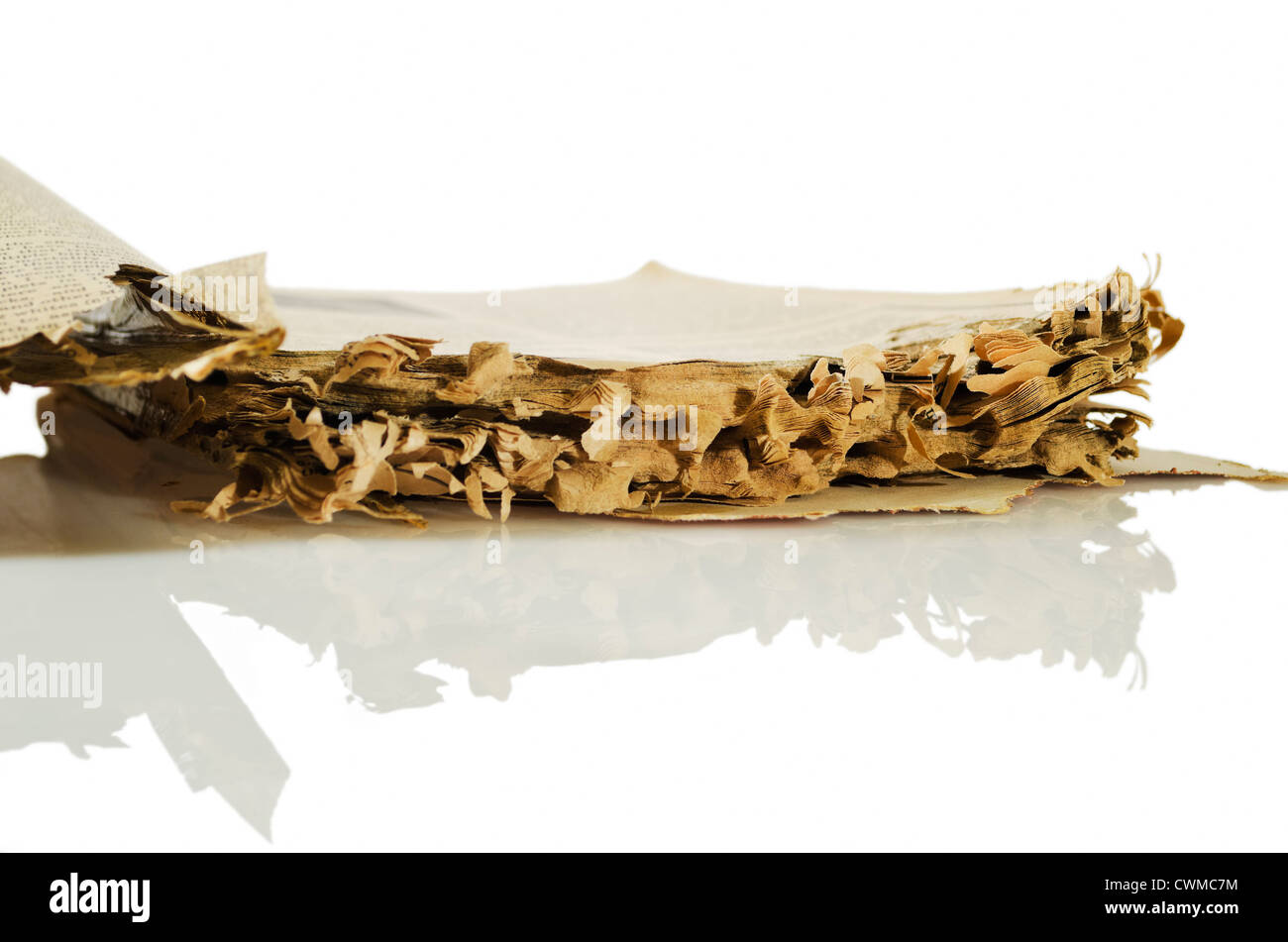 Closeup of termite-damaged book on white background Stock Photo - Alamy