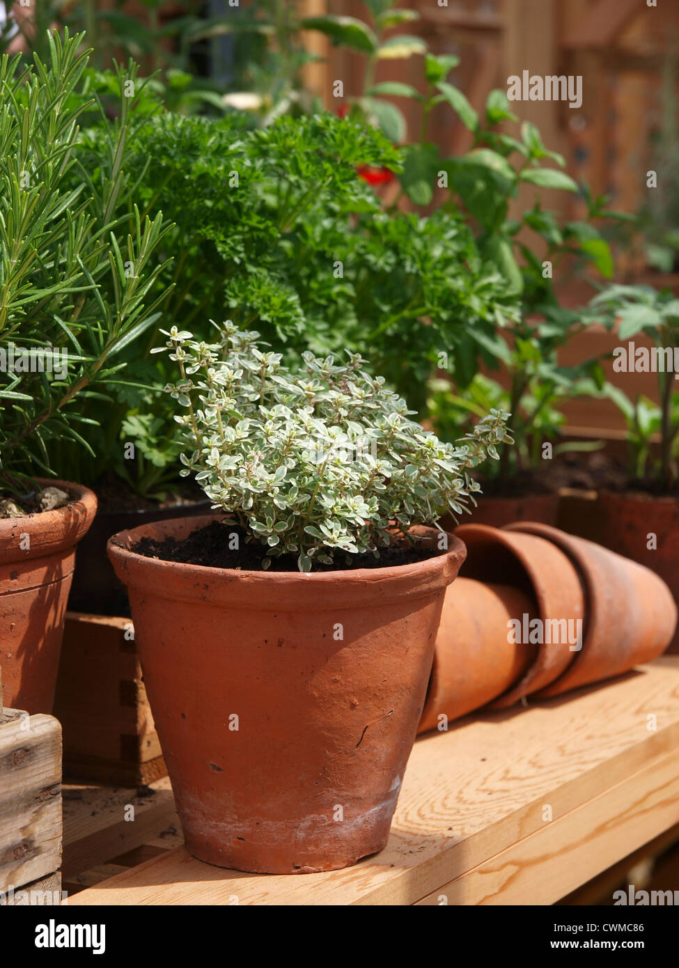 In pot hi-res stock photography and images - Alamy