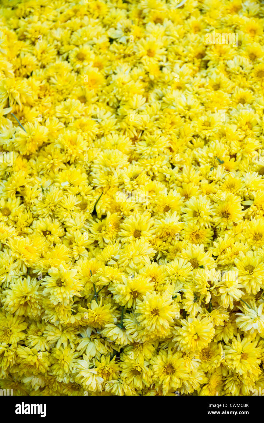 India yellow flowers hi-res stock photography and images - Alamy