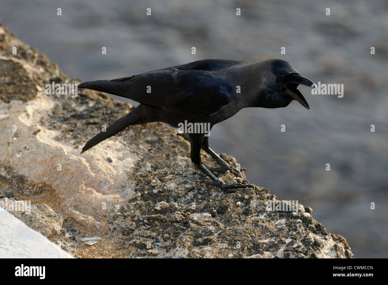 Black crow cawing (calling) overlooking the Indian ocean at Galle, Sri ...