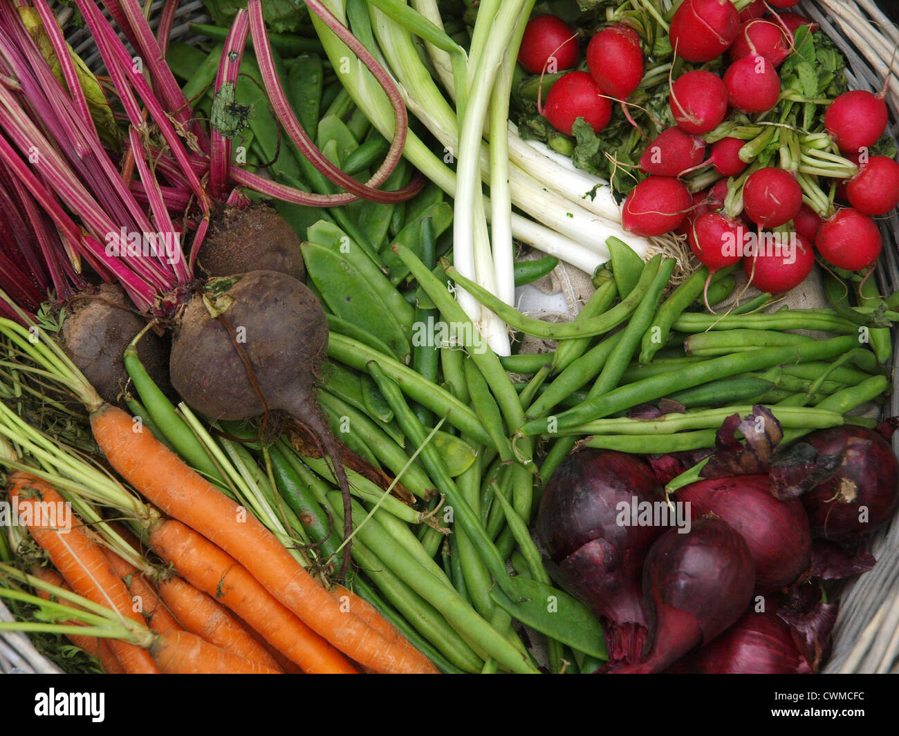 Beta Vulgaris Var Conditiva High Resolution Stock Photography and ...