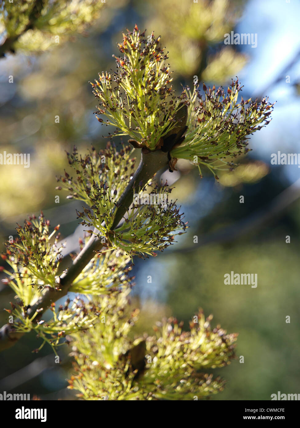 Ash tree springtime hi-res stock photography and images - Alamy