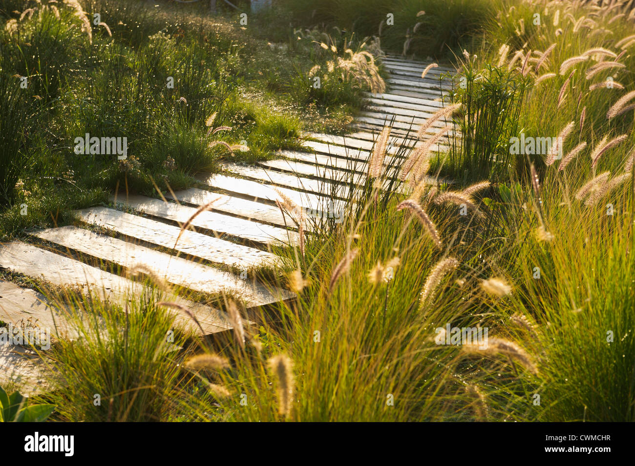 Portugal, View of boardwalk through grass Stock Photo - Alamy