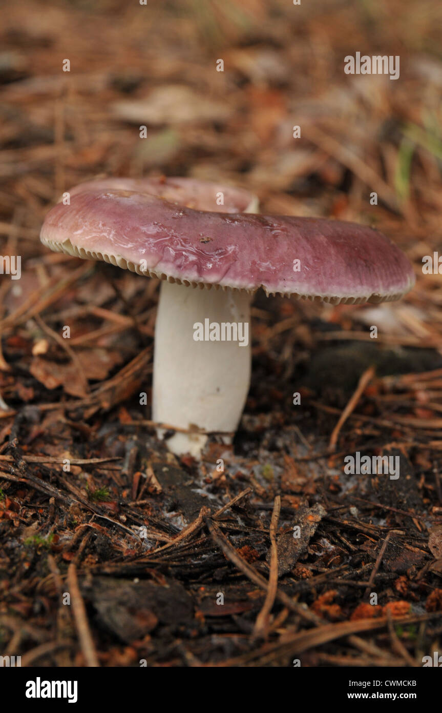 Russula fragilis hi-res stock photography and images - Alamy