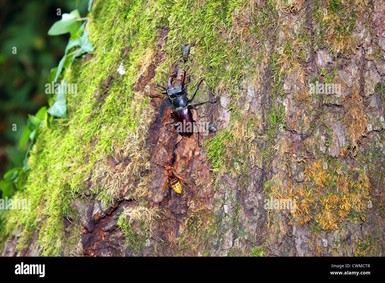 stagbeetle, bug, insect, trees, forest, woods, green, grass, stick ...