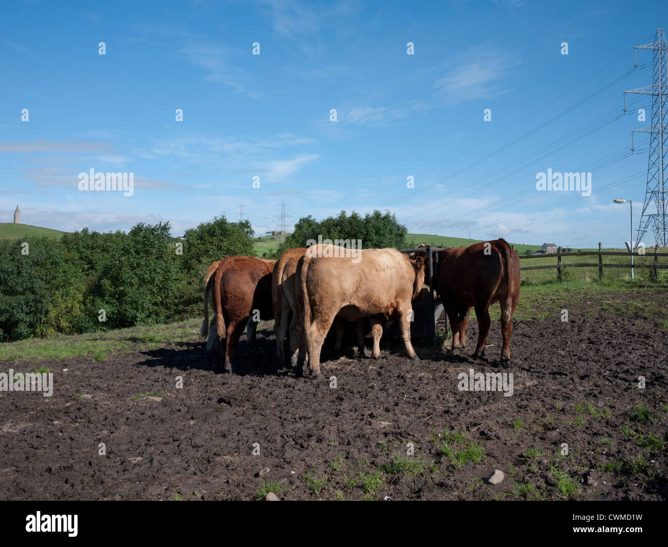 Beef cattle feeding uk hi-res stock photography and images - Alamy