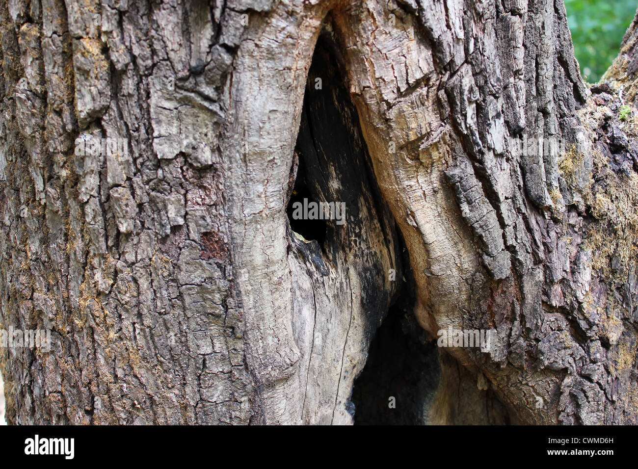 big, tree, green, grass, leaf, stick, forest, woods, sun, shadow Stock ...