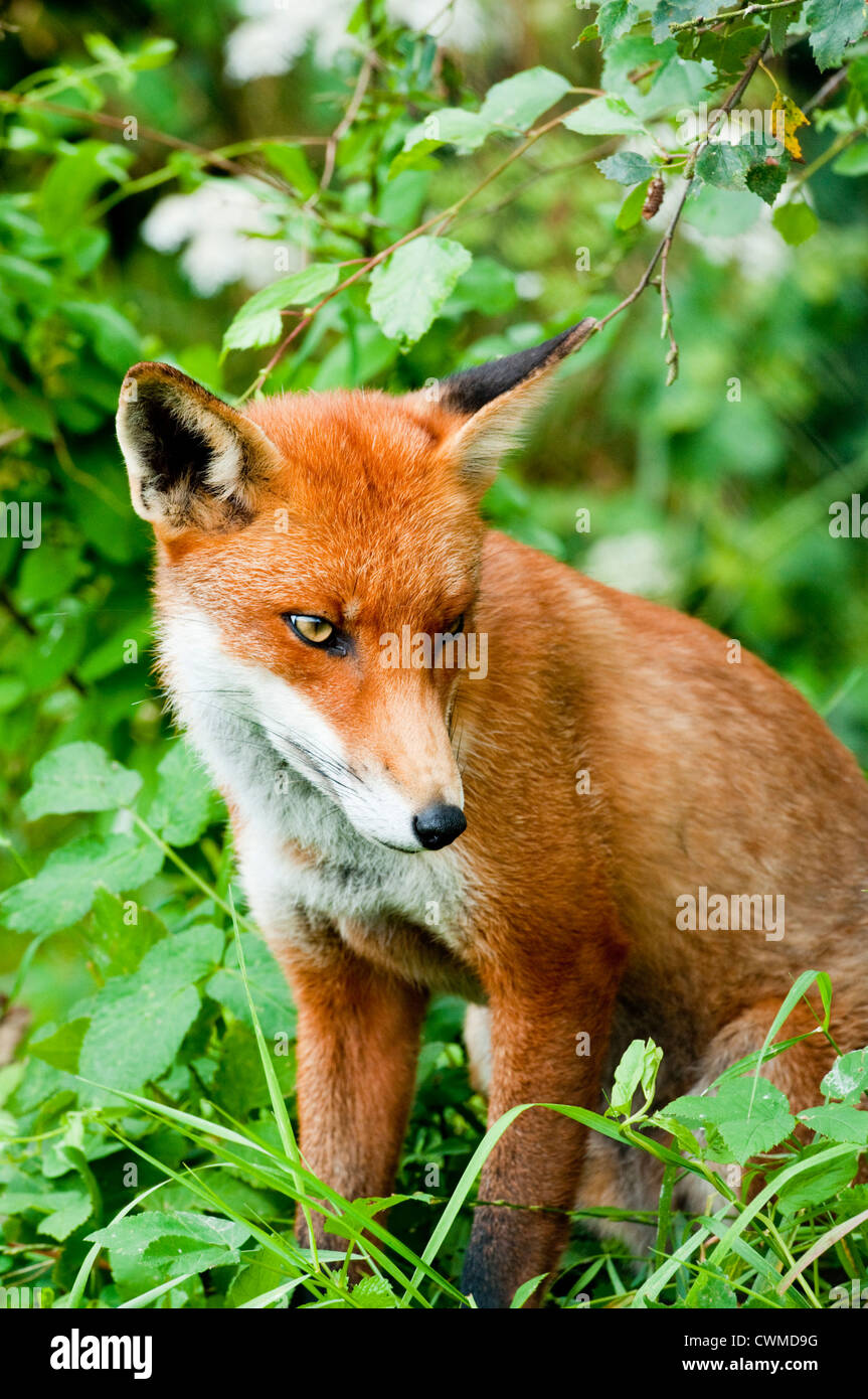 Red fox in daytime Stock Photo - Alamy