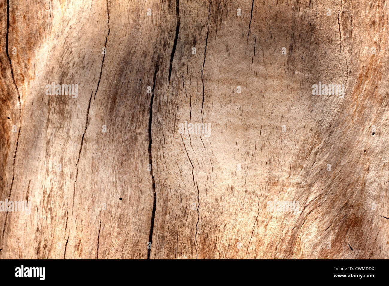 wood tree background texture details Stock Photo - Alamy