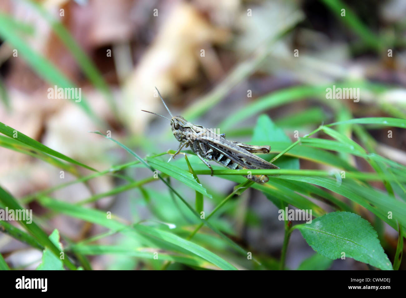 grasshoppers, insect, bug, forest, garden, trees, green, grass, leaf ...