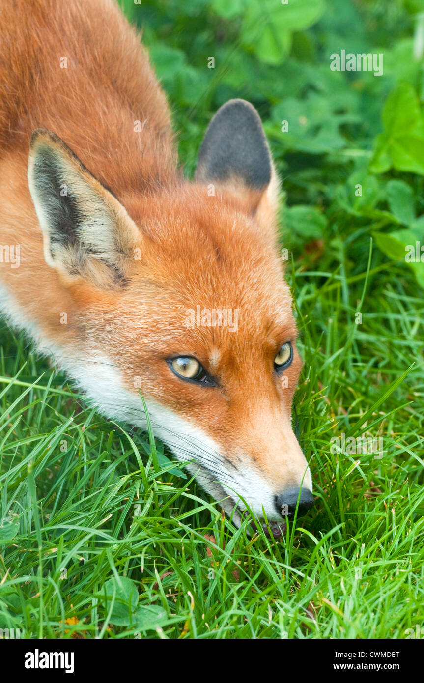 Daytime fox hi-res stock photography and images - Alamy